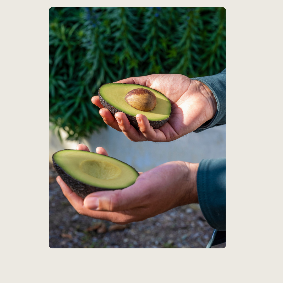 Avocado Ripening Guide – Primavera Avocados